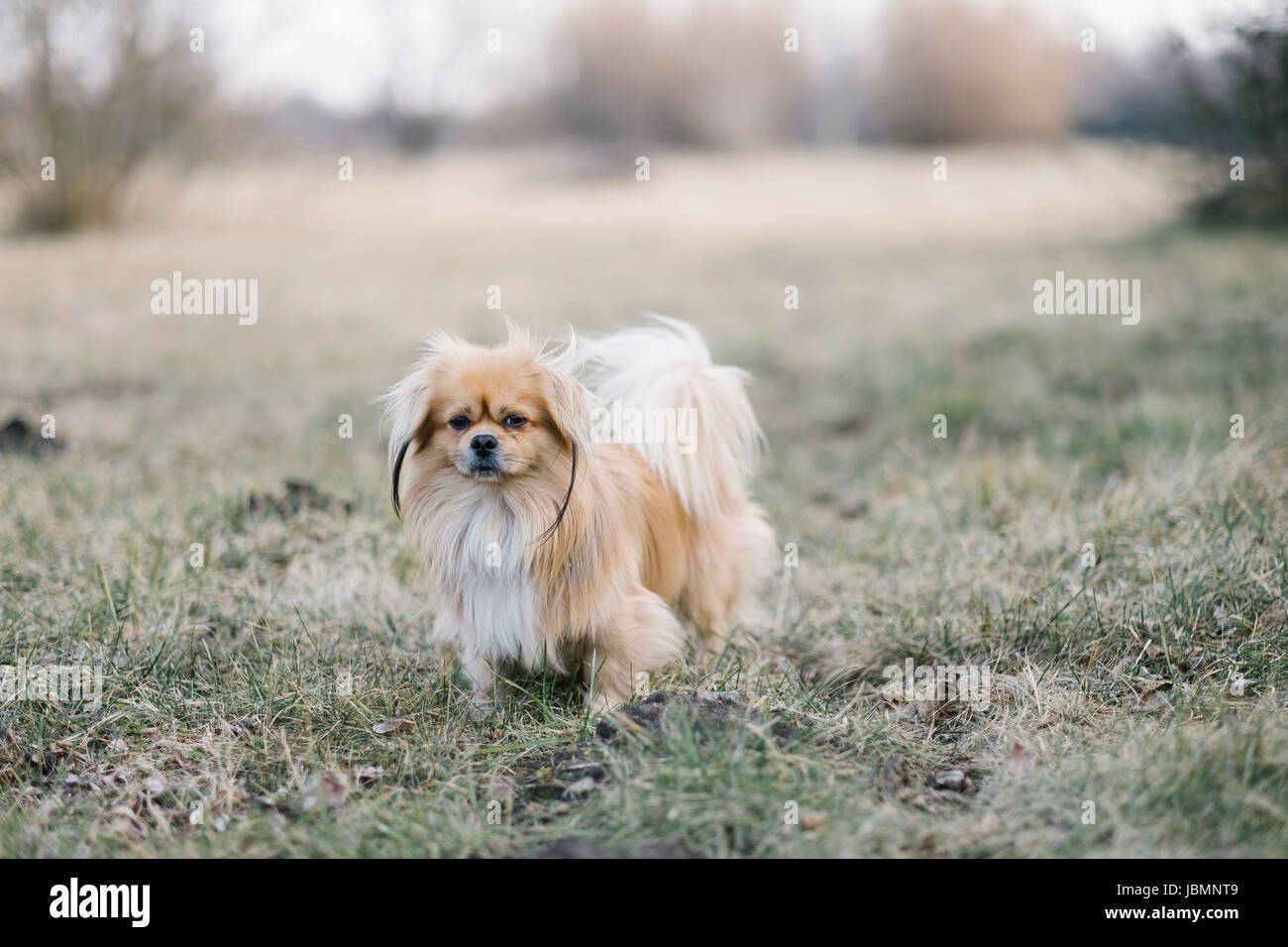Pekingese china hi-res stock photography and images - Alamy