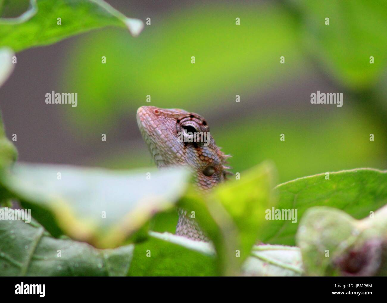 Garden lizard / tree lizard in Sri Lanka Stock Photo - Alamy