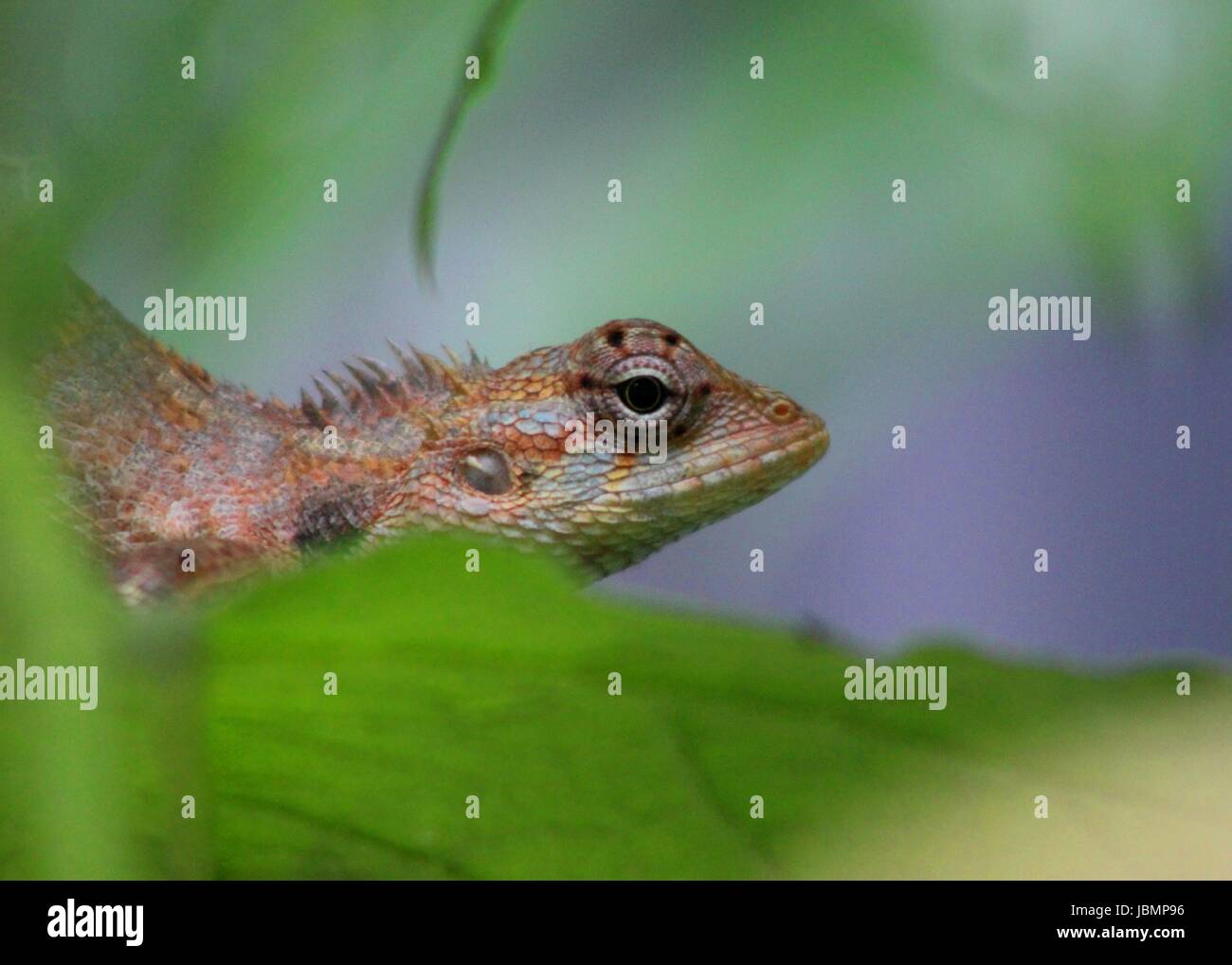 Garden lizard / tree lizard in Sri Lanka Stock Photo - Alamy