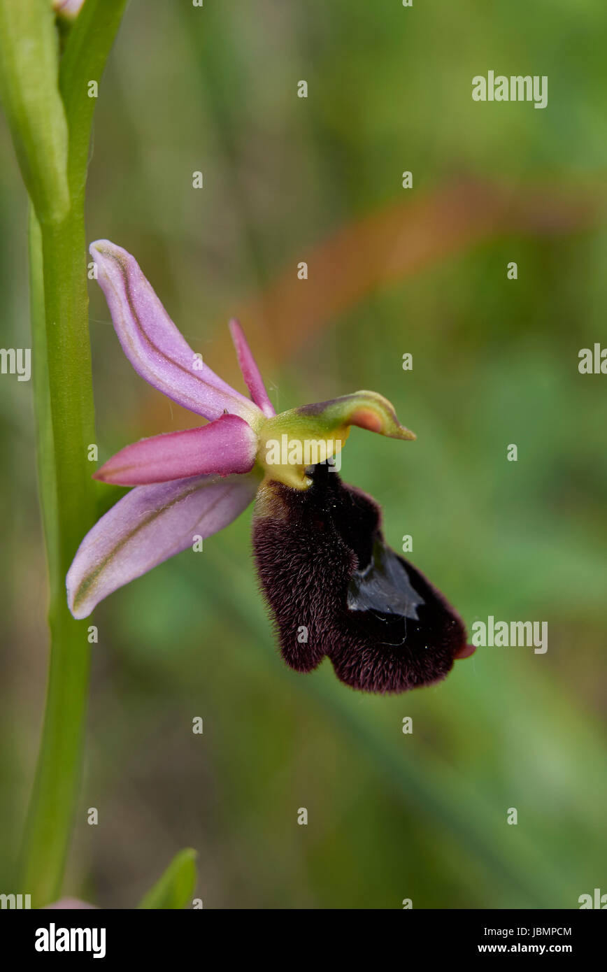 Botany ophrys species hi-res stock photography and images - Alamy