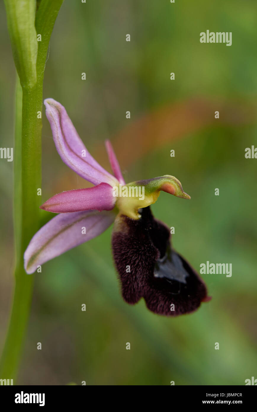 Botany ophrys species hi-res stock photography and images - Alamy