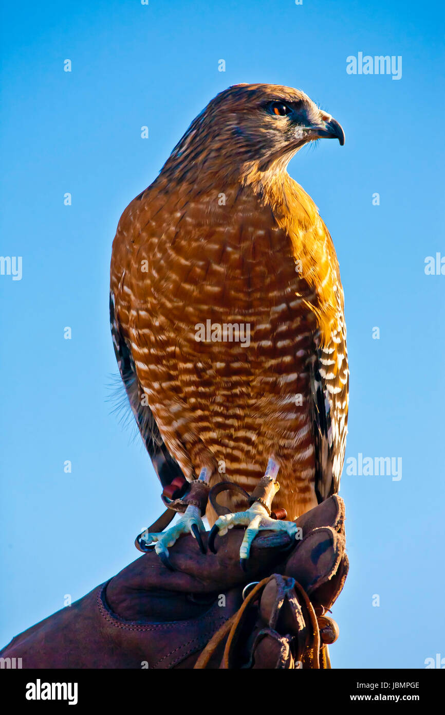 Red-shouldered hawk tethered to handler's leather glove Stock Photo - Alamy
