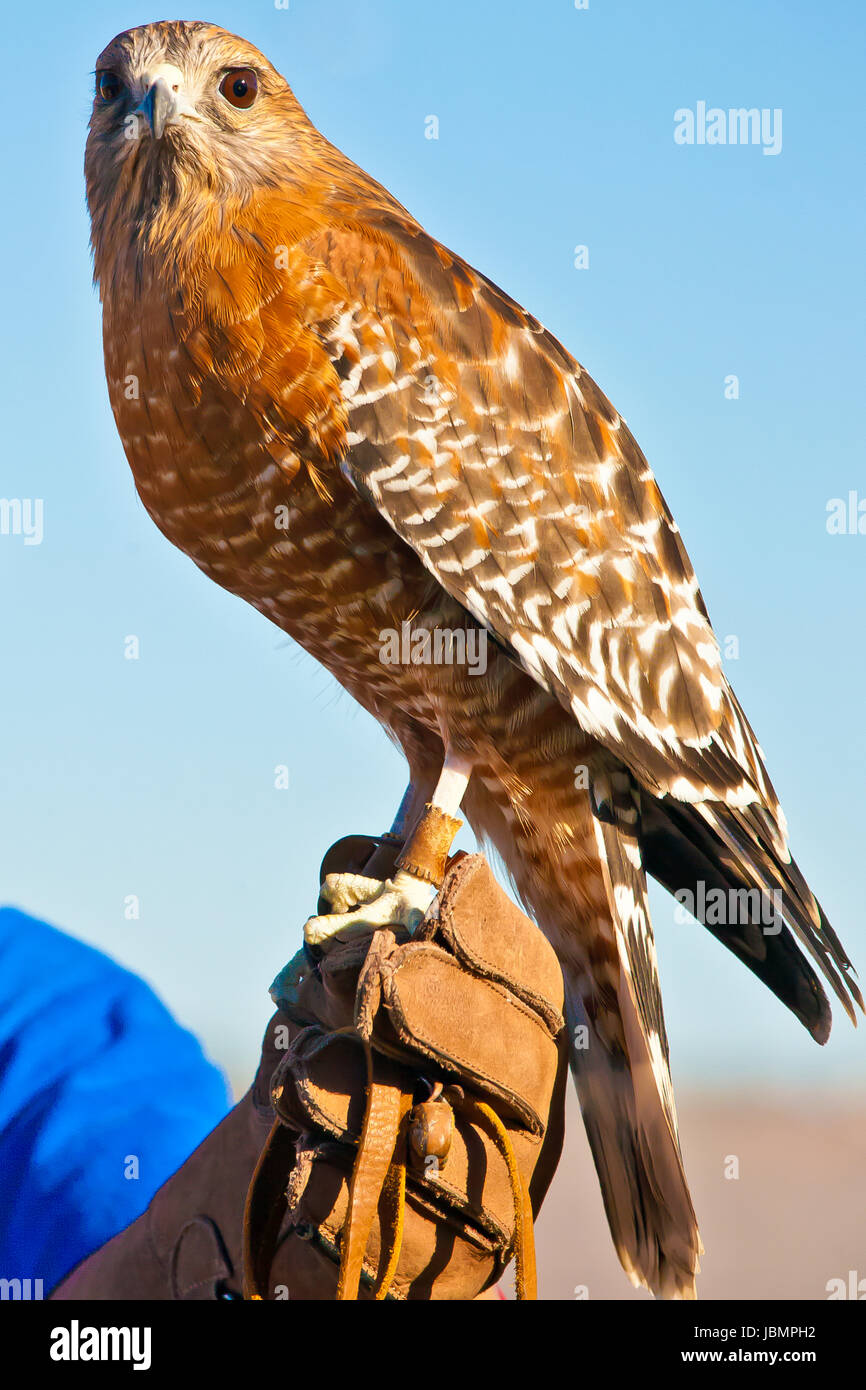 Red-shouldered hawk tethered to handler's leather glove Stock Photo - Alamy