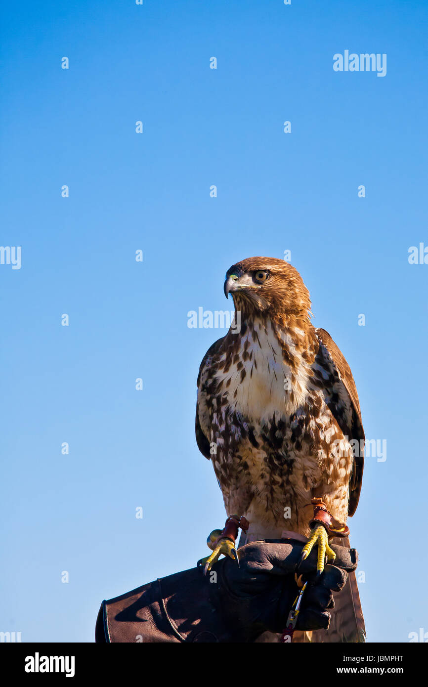 Red-tailed hawk tethered to handler's leather glove Stock Photo - Alamy