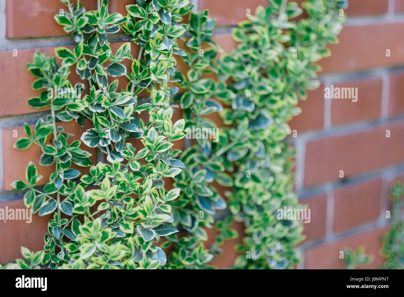 English ivy garden ground hi-res stock photography and images - Alamy