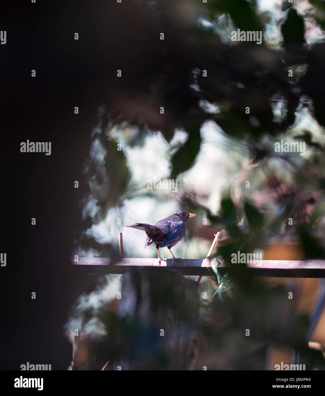 Song thrush uk summer hi-res stock photography and images - Alamy