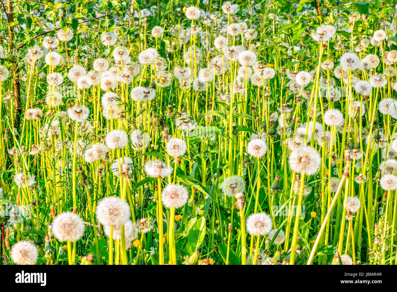 Dandelions on the meadow Stock Photo - Alamy