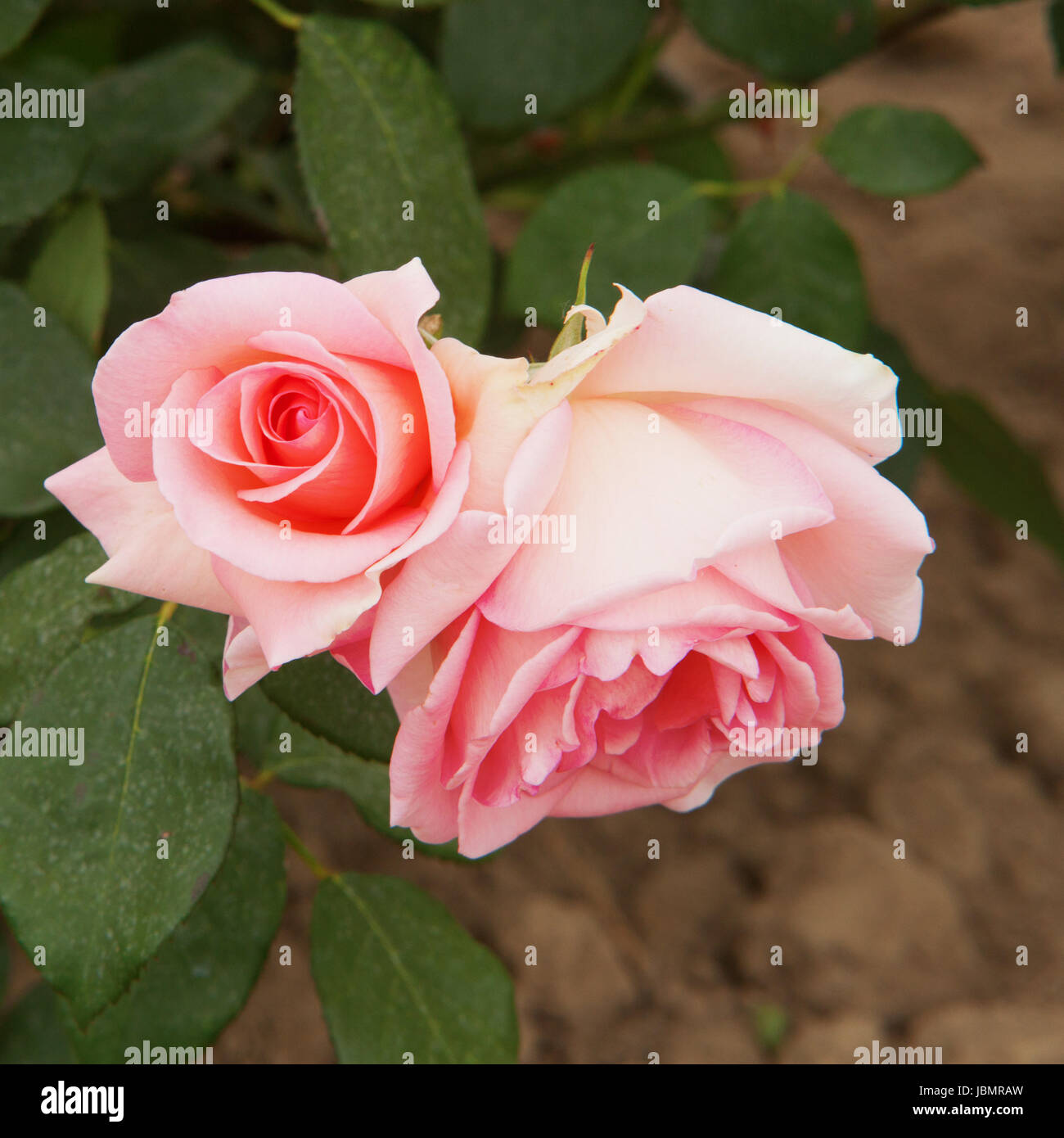 Pink roses bunch coming up from the dirt Stock Photo - Alamy