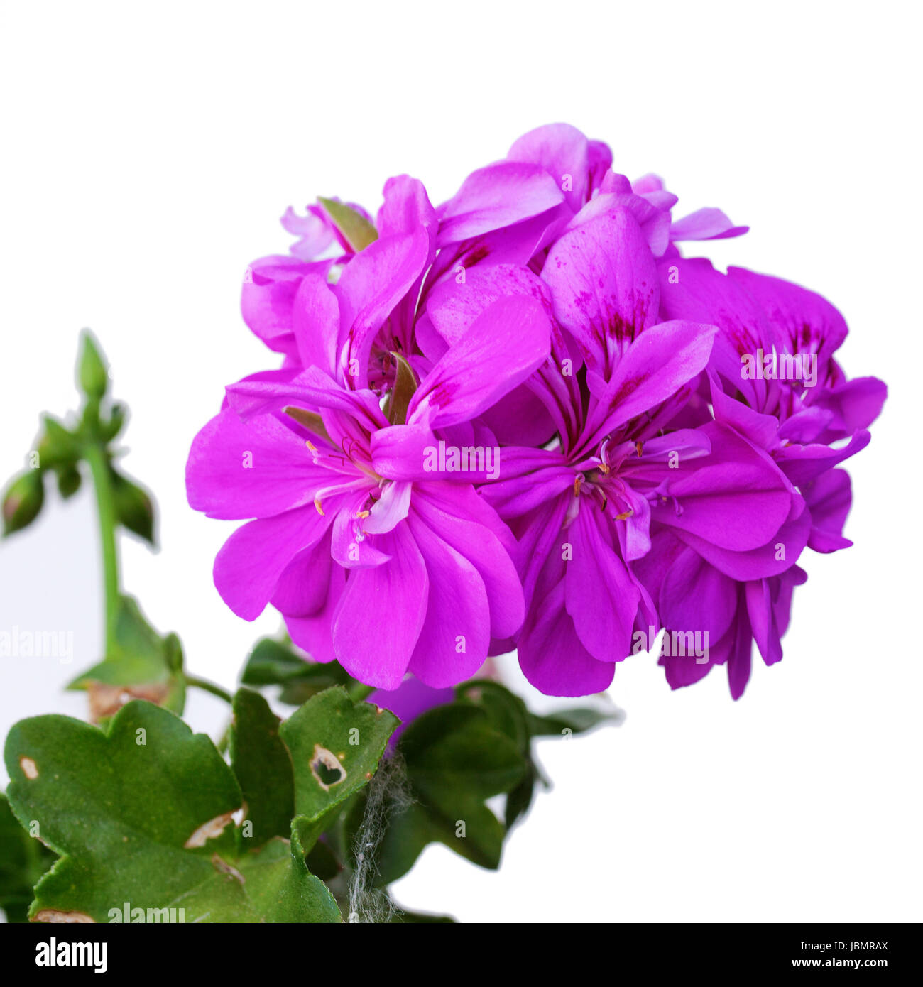 A Pink geranium isolated over white background Stock Photo - Alamy