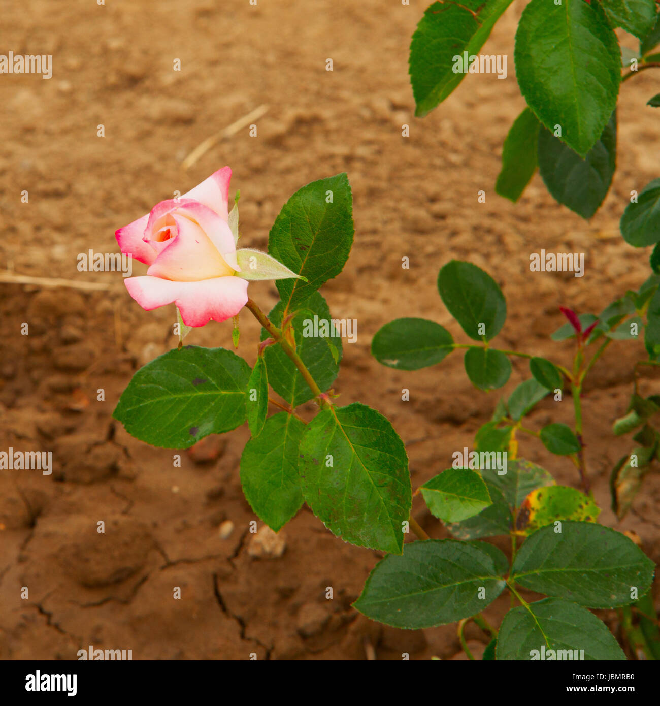 Pink rose coming out of a field Stock Photo - Alamy