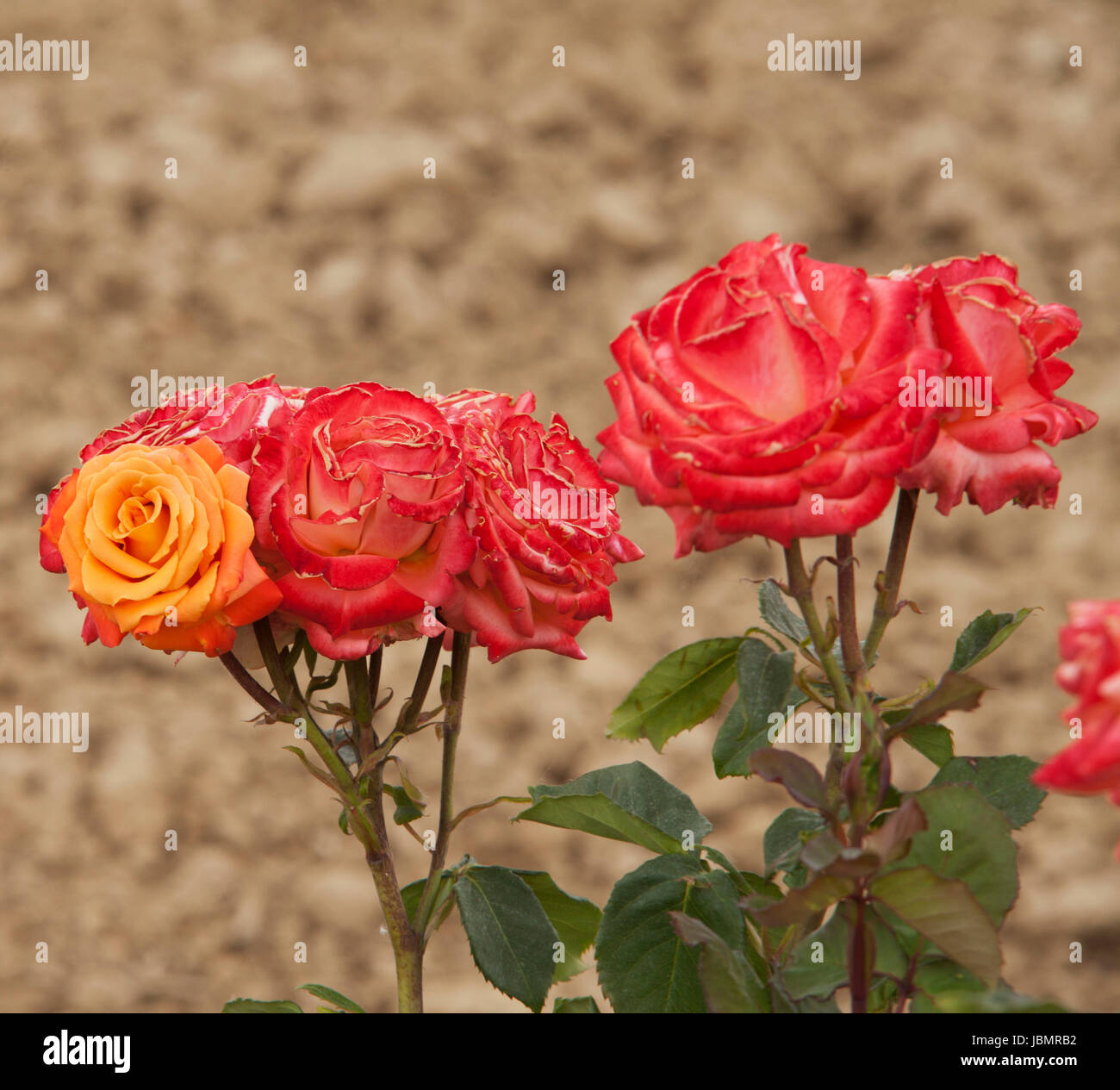 Red and yellow roses from a bunch Stock Photo - Alamy