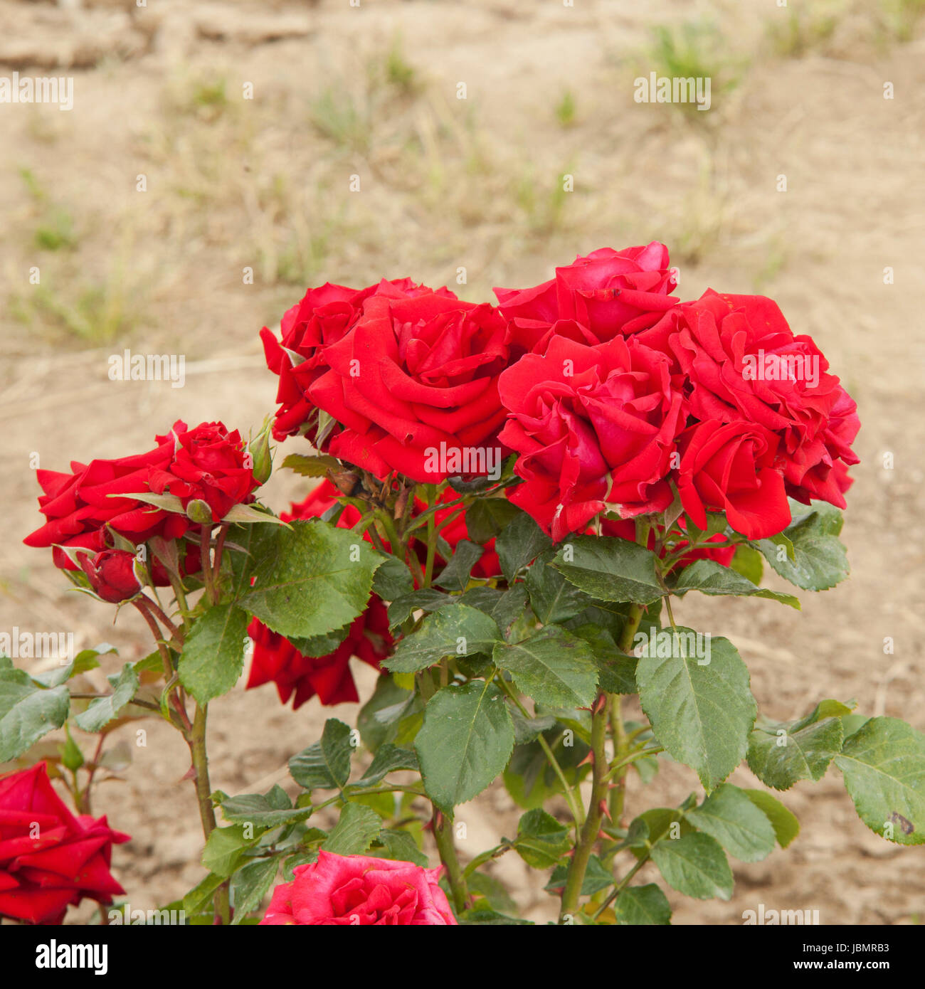 Red roses coming out from a field Stock Photo - Alamy