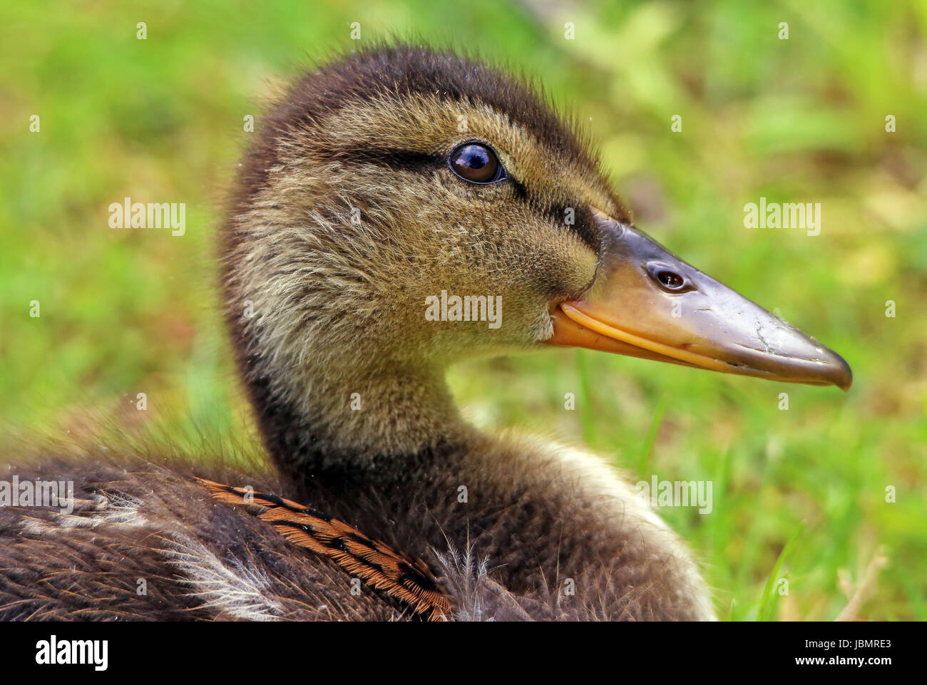 Ducking down hi-res stock photography and images - Alamy