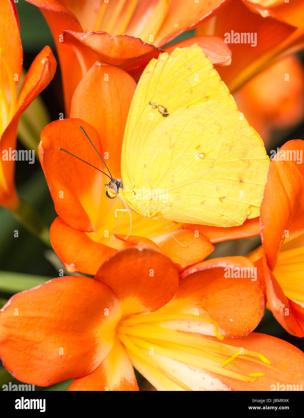 Orange-barred Sulphur (Phoebis Philea) in the middle of orange flower ...