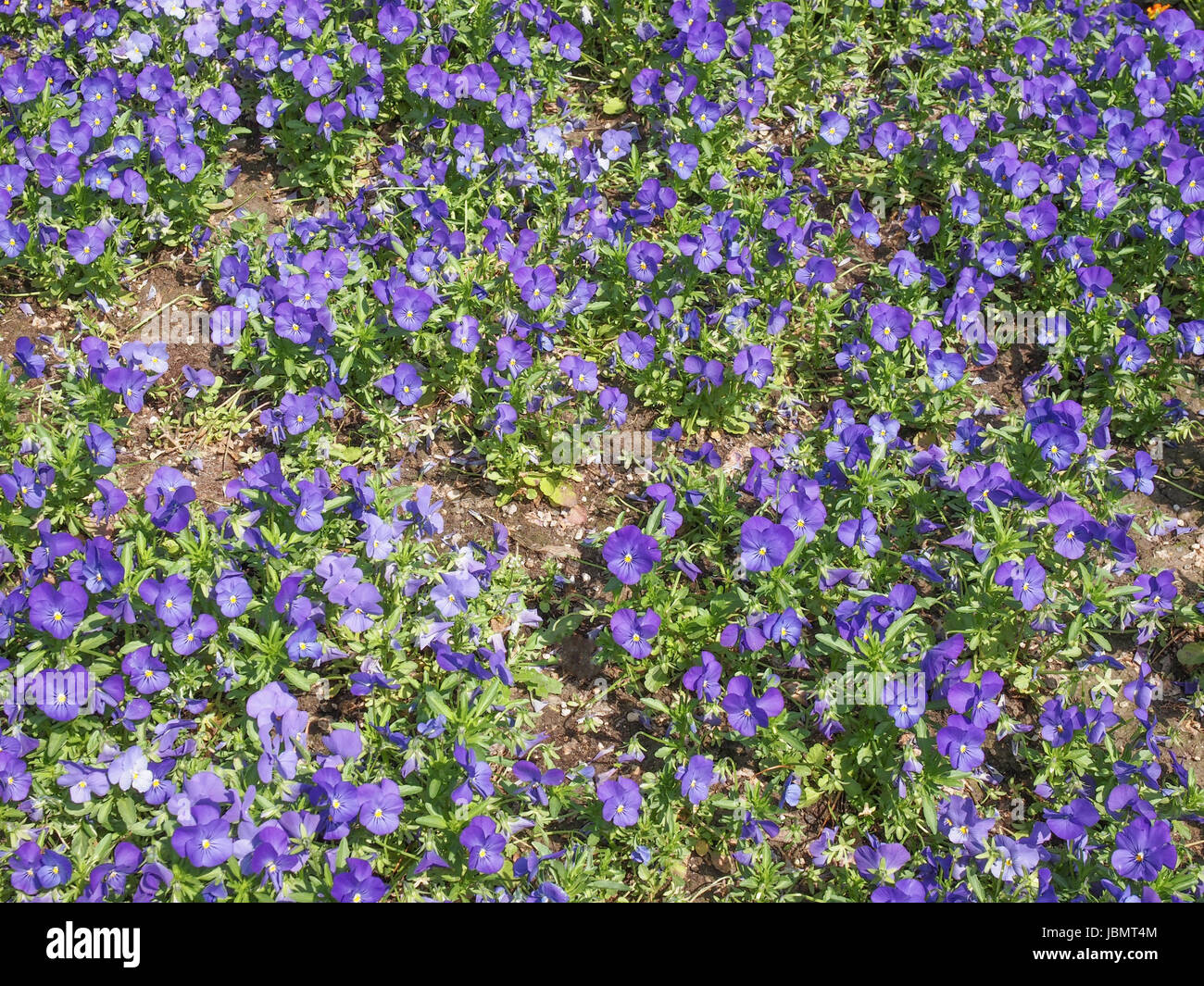 Viola flowering plant in the violet family Violaceae Stock Photo - Alamy