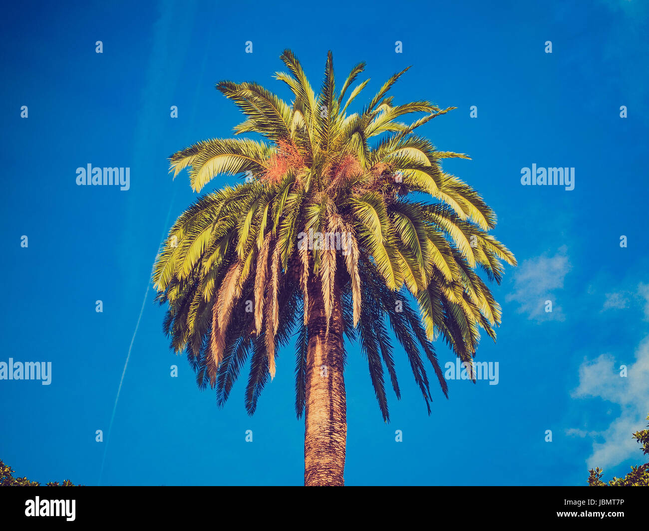 Vintage looking A tropical palm tree scientific name Arecaceae Palmae ...