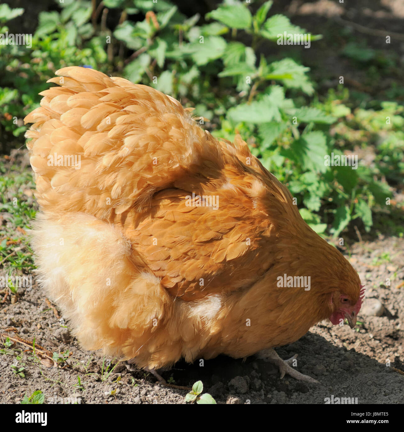 Brahma chickens hi-res stock photography and images - Alamy