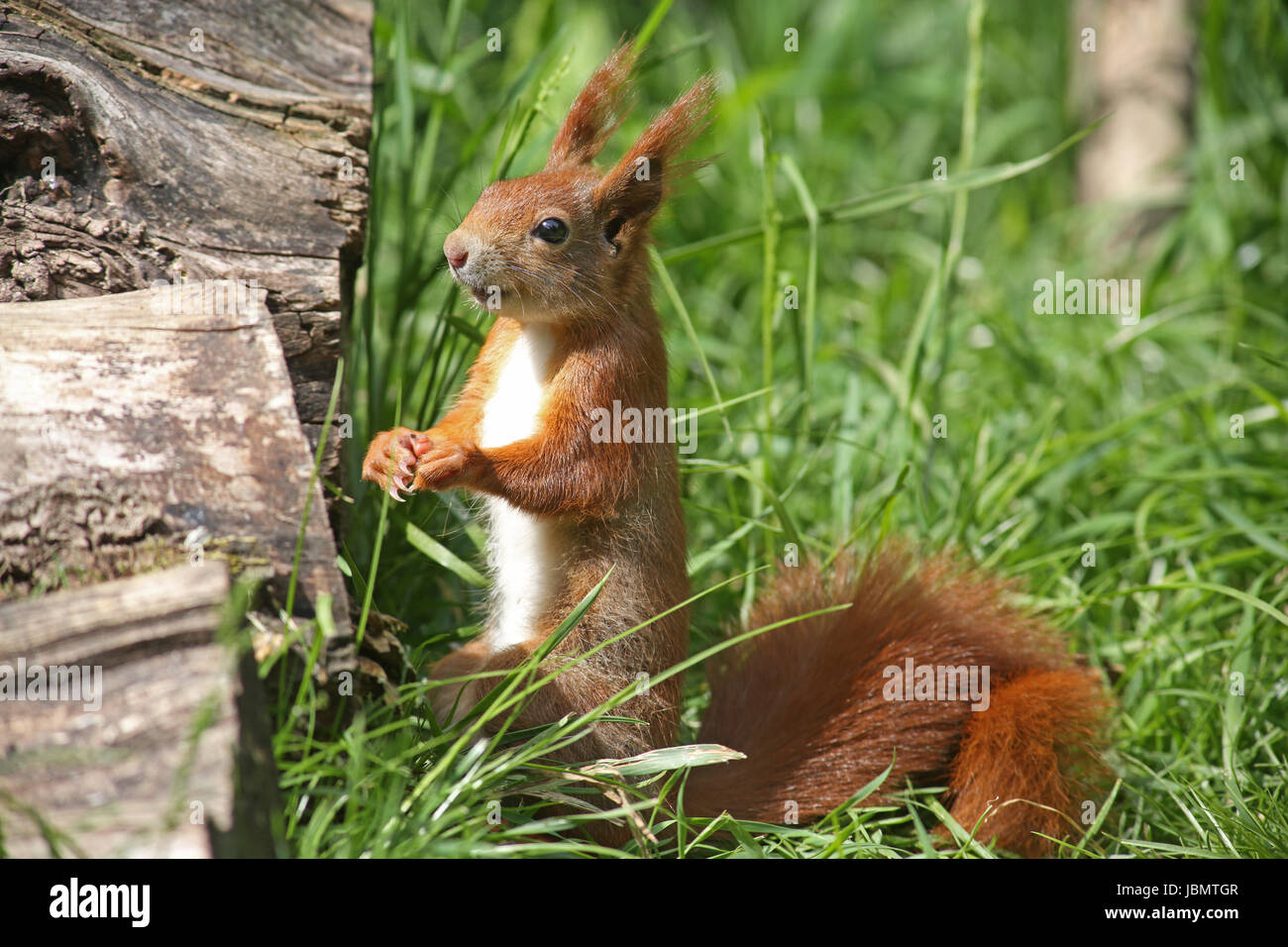 young red squirrel Stock Photo - Alamy