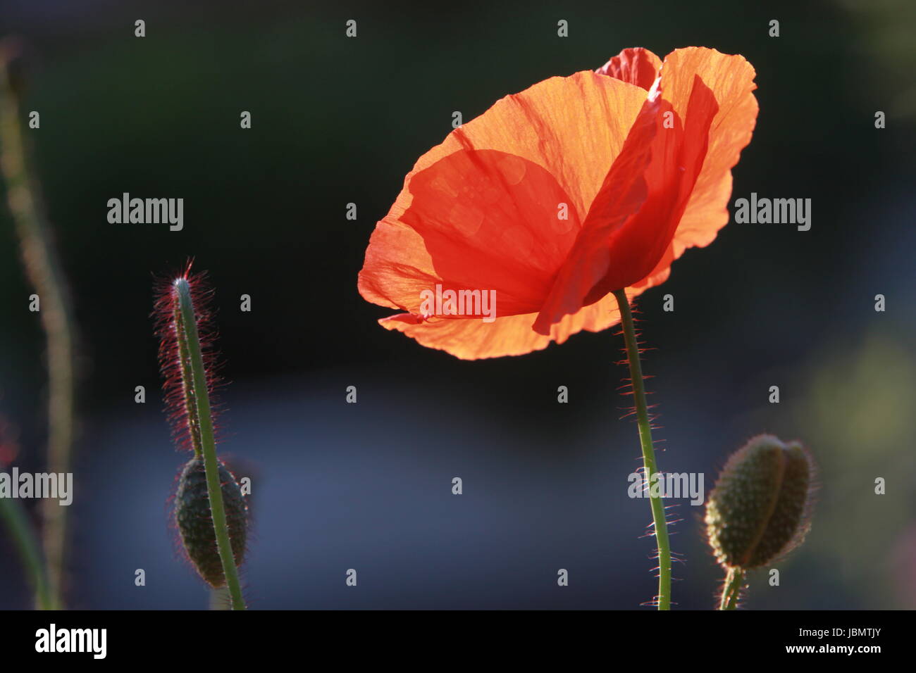 Klatschmohn nahaufnahme hi-res stock photography and images - Alamy