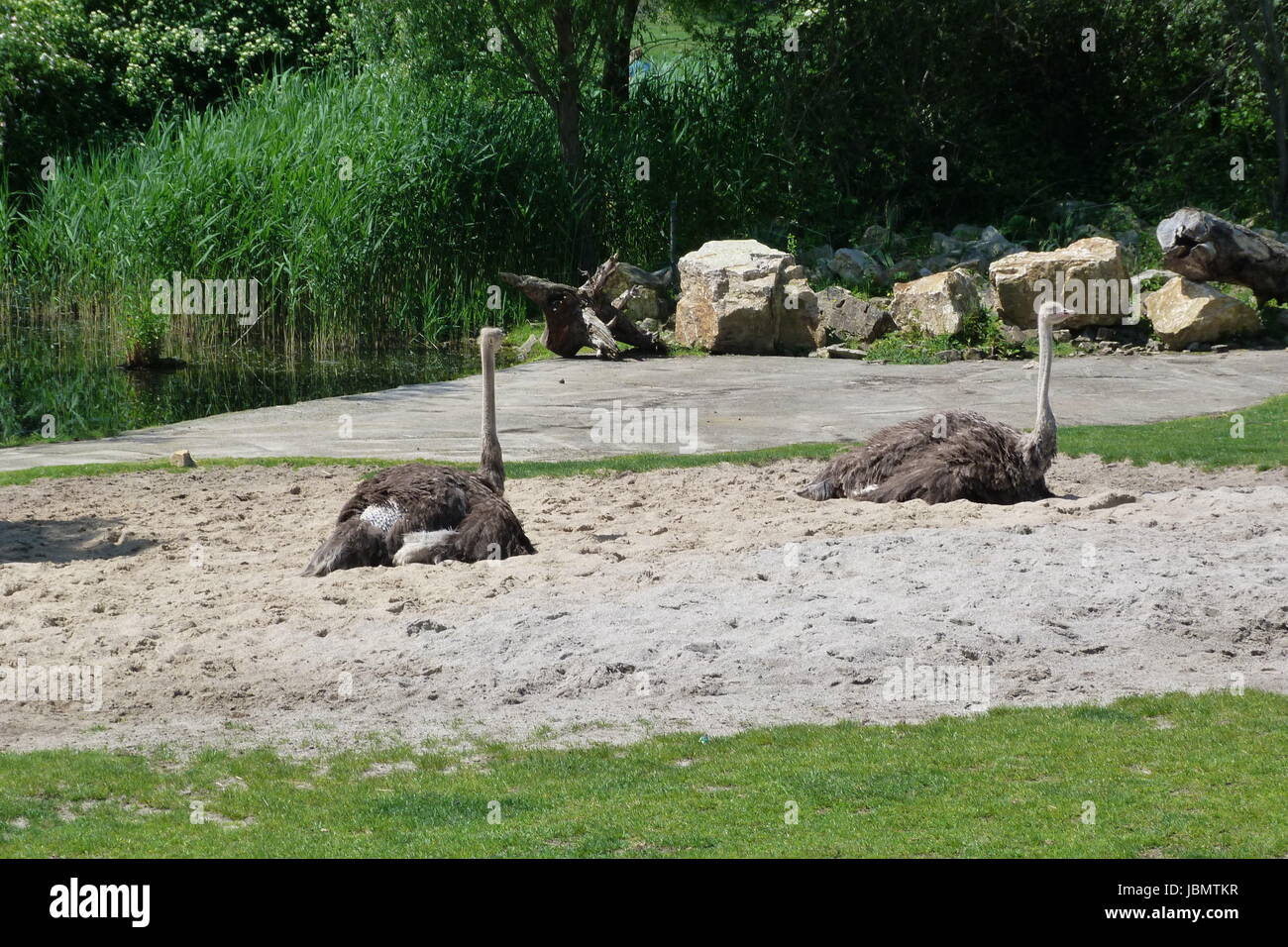 Cursorial animals hi-res stock photography and images - Alamy