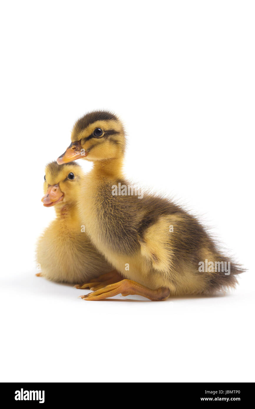 Junior plumage hi-res stock photography and images - Alamy