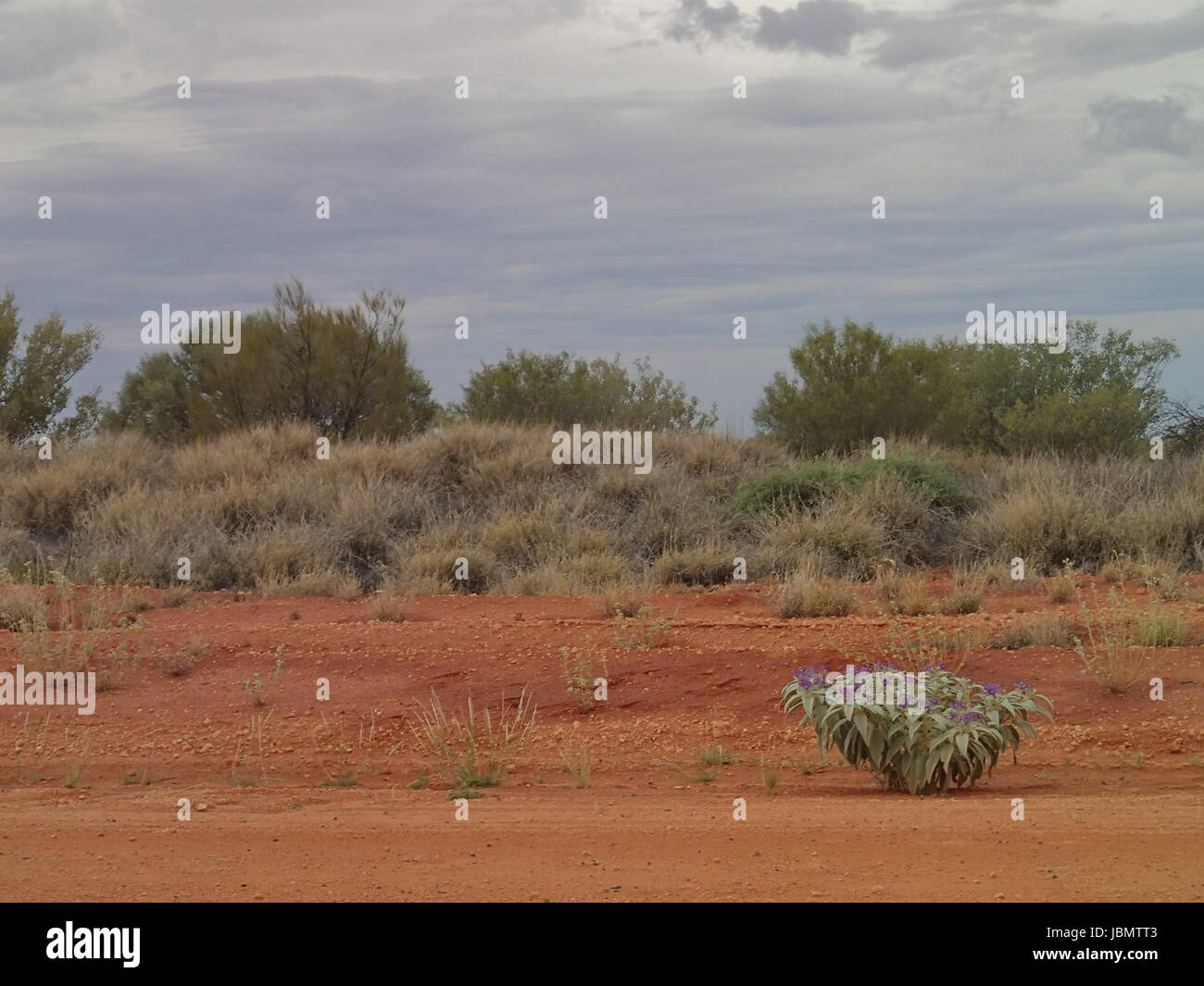 purple desert flower Stock Photo - Alamy