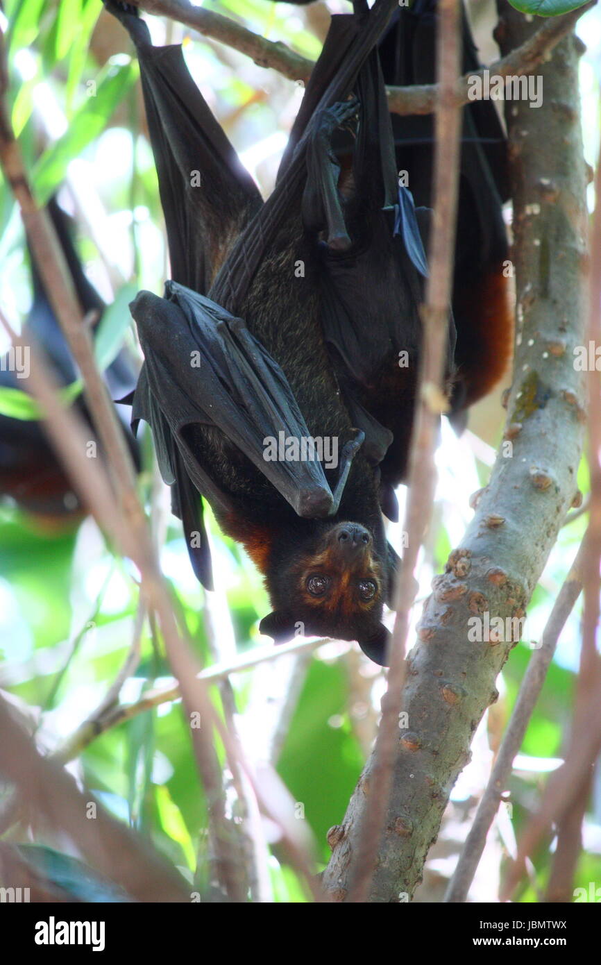 flying foxes in australia Stock Photo - Alamy