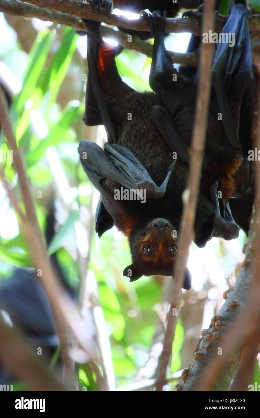 wild animal cute Stock Photo - Alamy