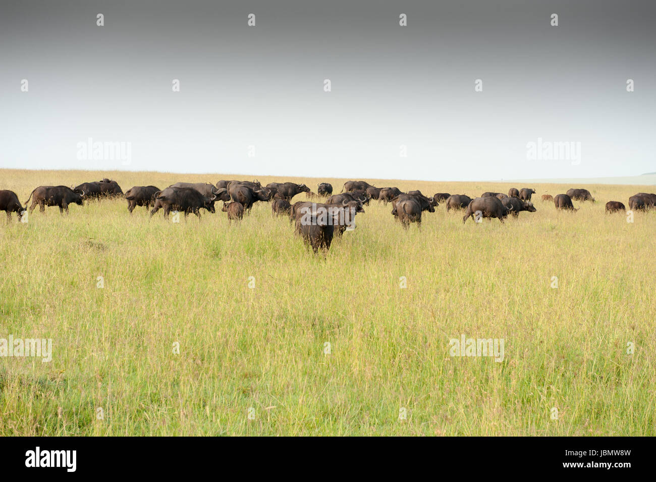 big buffalo in the savannah of africa Stock Photo - Alamy