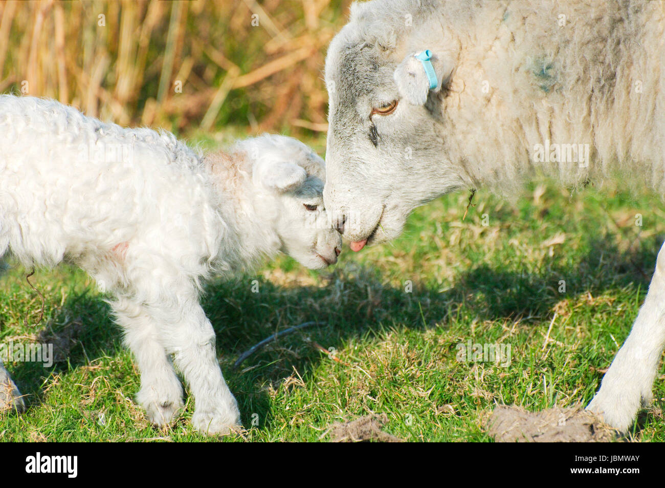 Newborn lamb with its mother Stock Photo - Alamy
