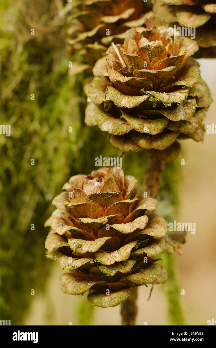 Detail of pine cones growing on a tree Stock Photo - Alamy