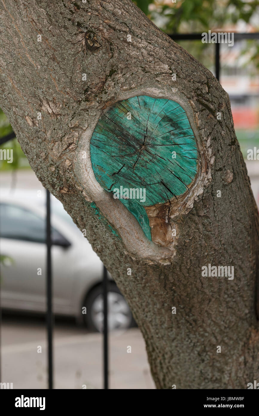 Cut tree sprout hi-res stock photography and images - Alamy