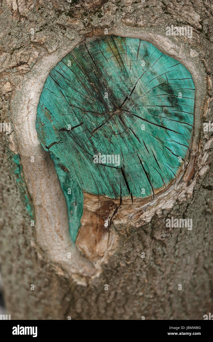 Cut of the shoot of the tree Stock Photo - Alamy