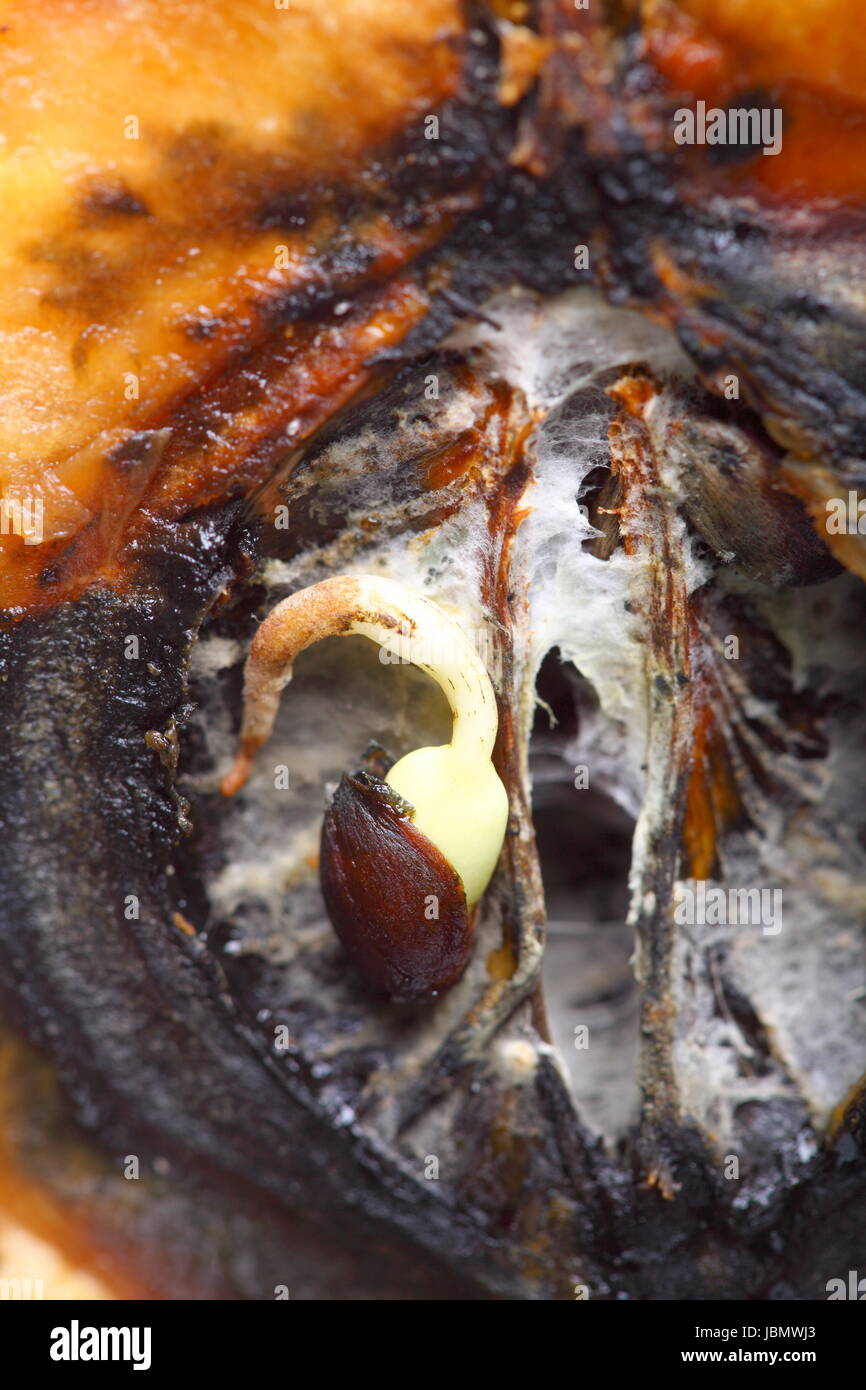 Closeup half a rotten apple . Food waste Stock Photo - Alamy