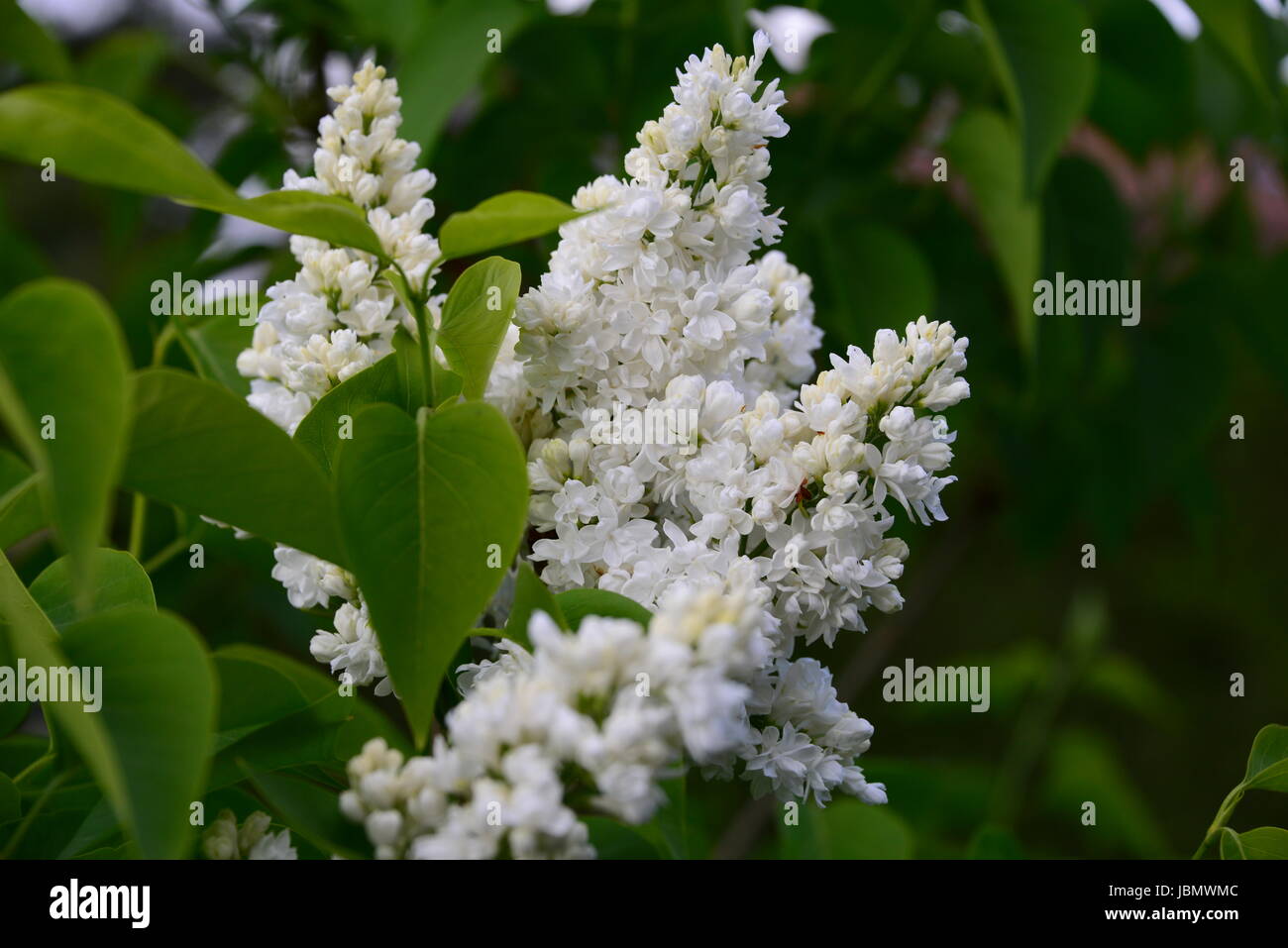 Firmament lilac hi-res stock photography and images - Alamy