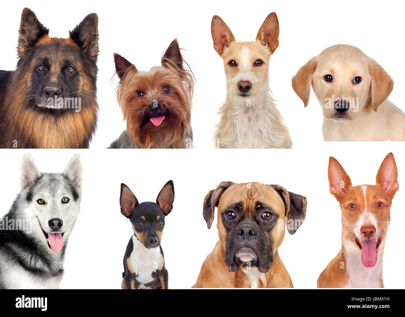 Different animals collage hi-res stock photography and images - Alamy