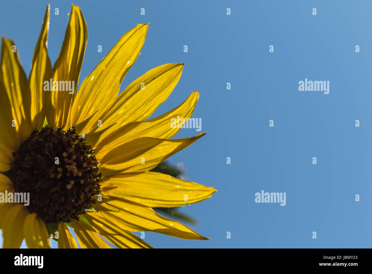Sunbeam sunflower hi-res stock photography and images - Alamy