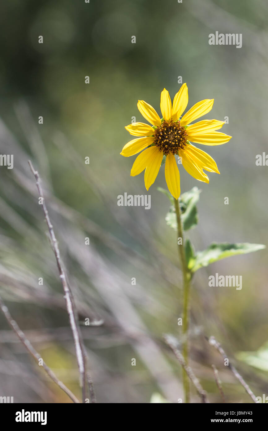 Sunbeam sunflower hi-res stock photography and images - Alamy