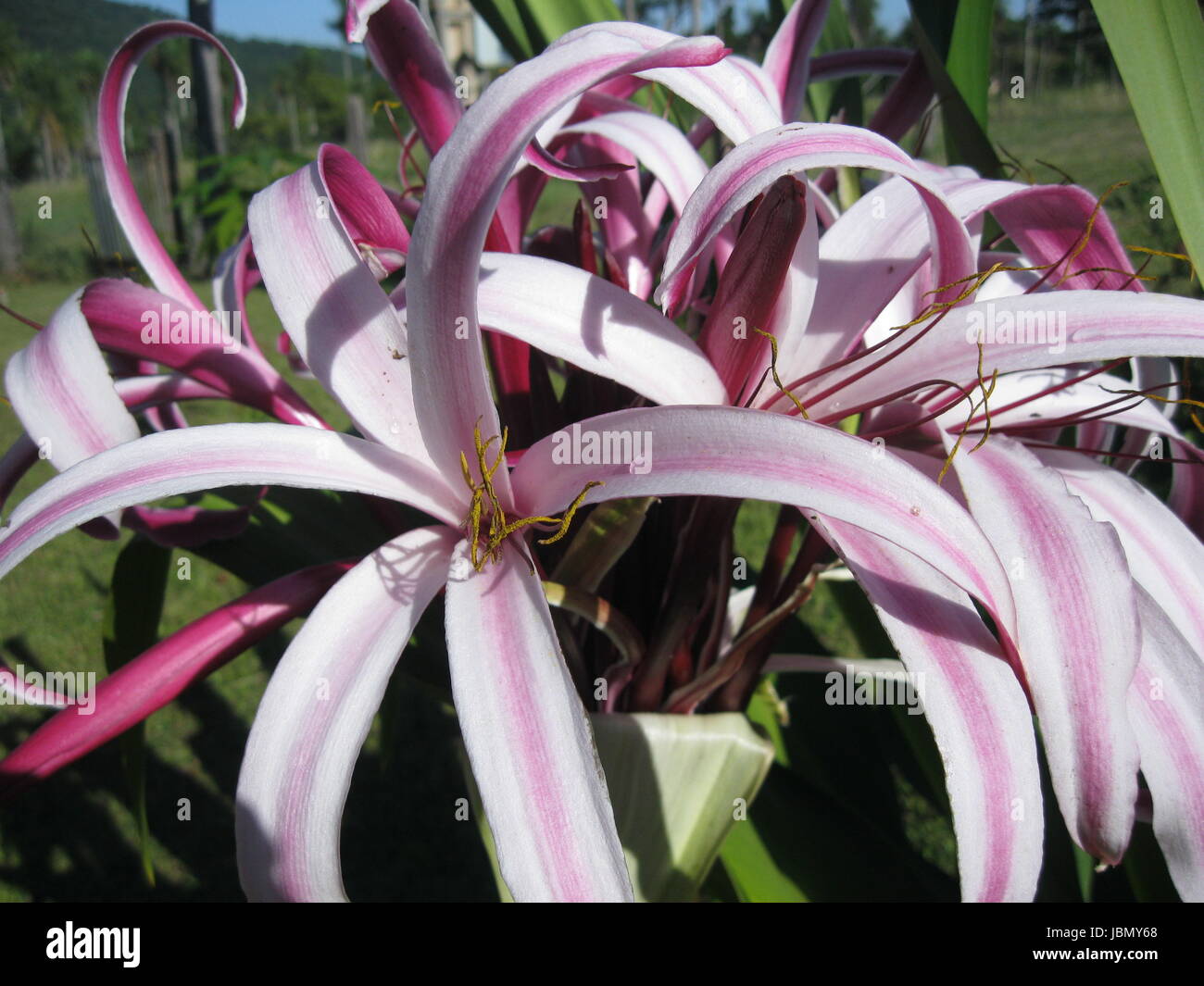 huge bloom of hakenlilie Stock Photo - Alamy