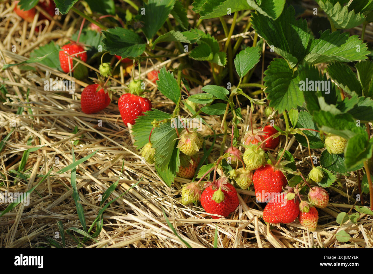 Fruit farming concern hi-res stock photography and images - Alamy