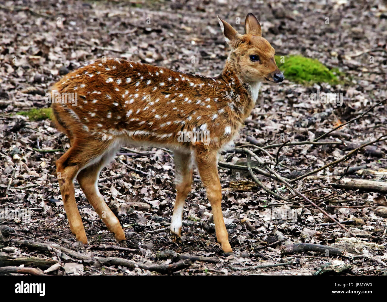 Spotted hart hi-res stock photography and images - Alamy