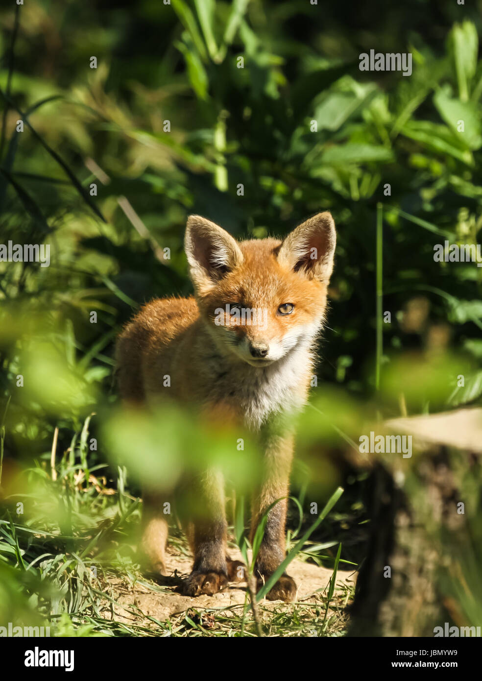 den of a fox nature Stock Photo - Alamy