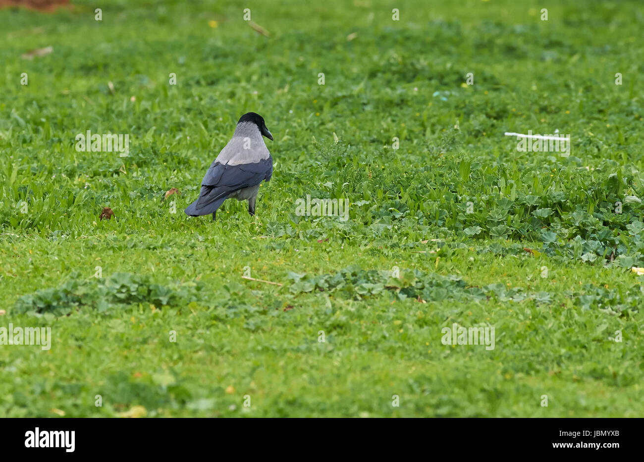 Big magpie hi-res stock photography and images - Alamy