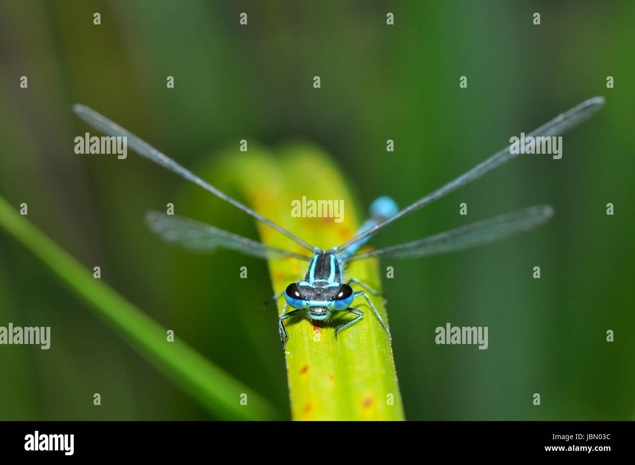 dragonfly in the reeds Stock Photo - Alamy