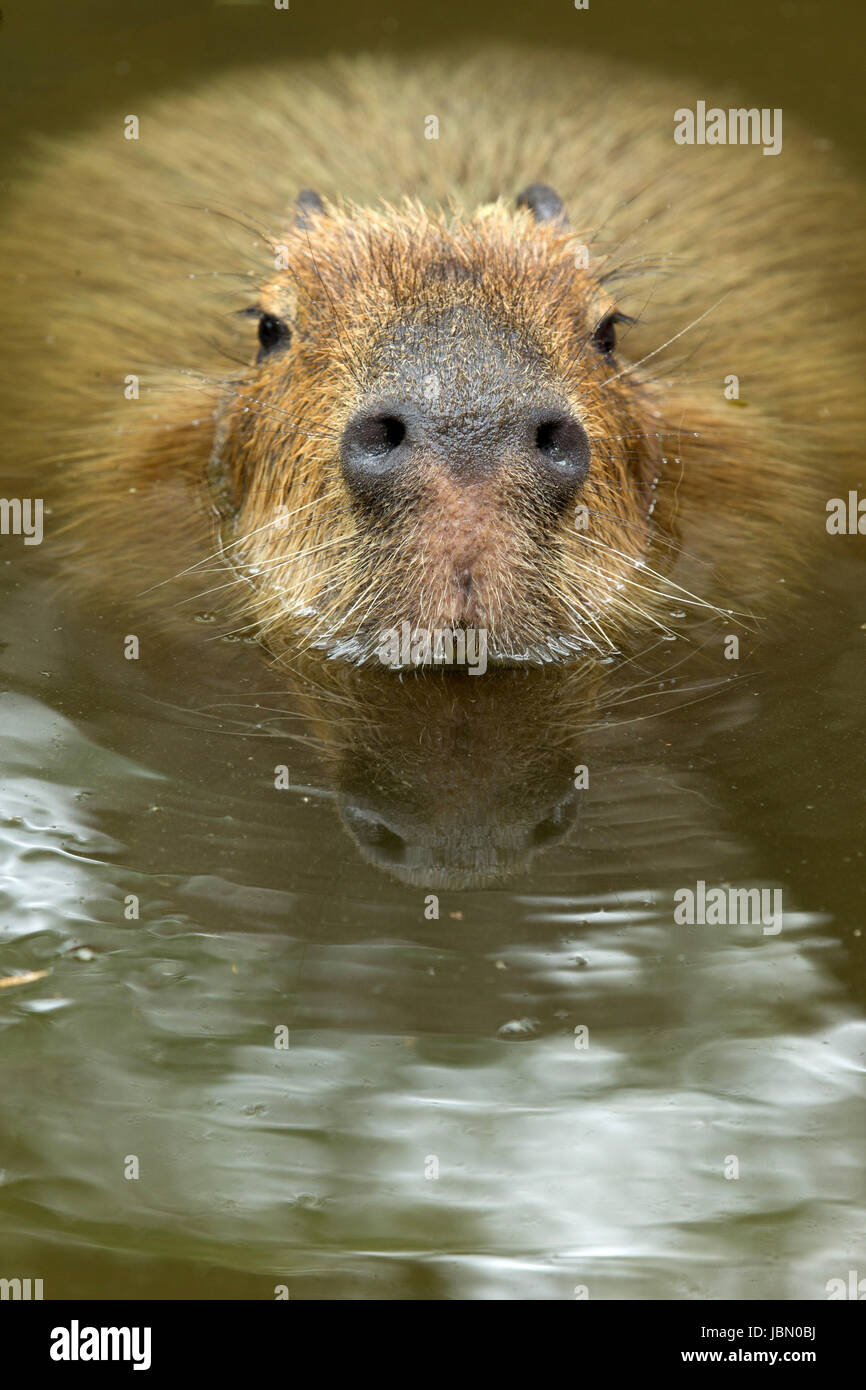 Close up of a Capybara Stock Photo - Alamy