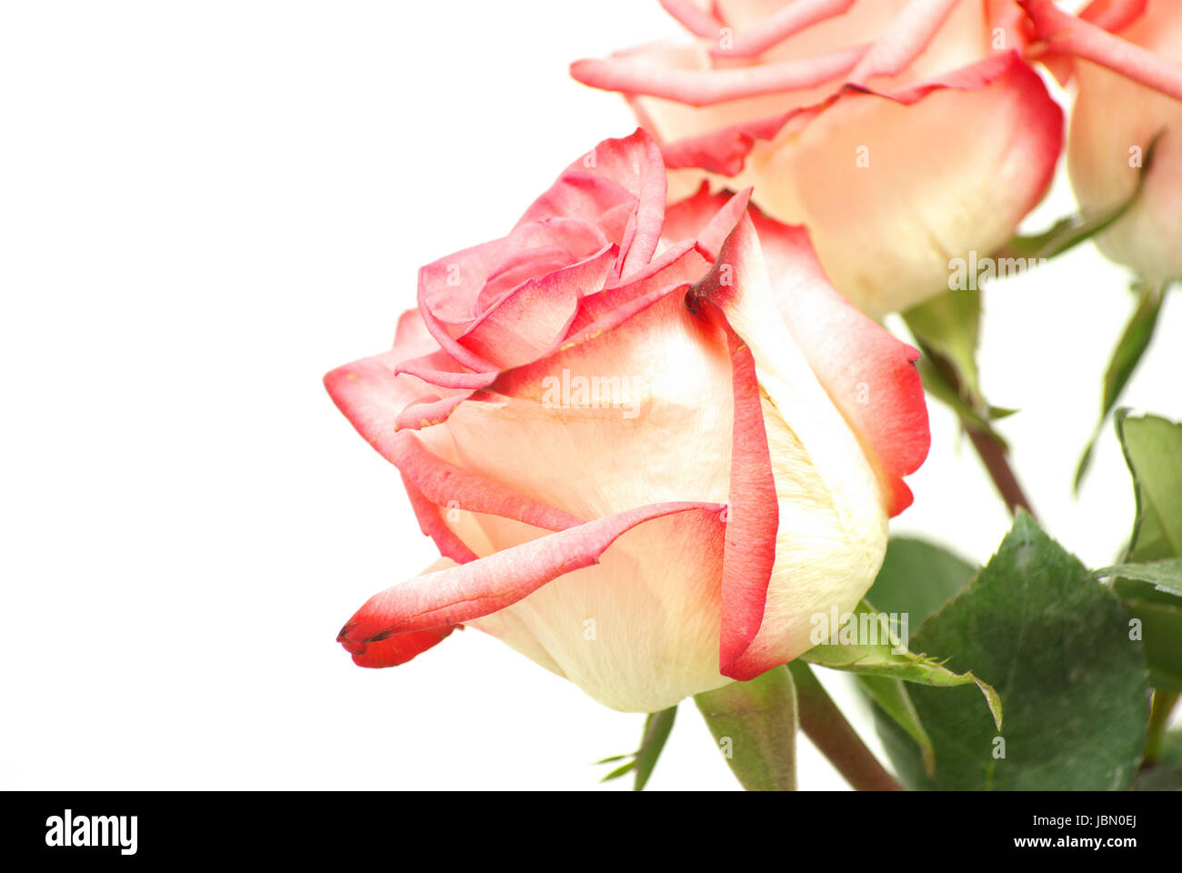 red rose isolated on a white background Stock Photo - Alamy