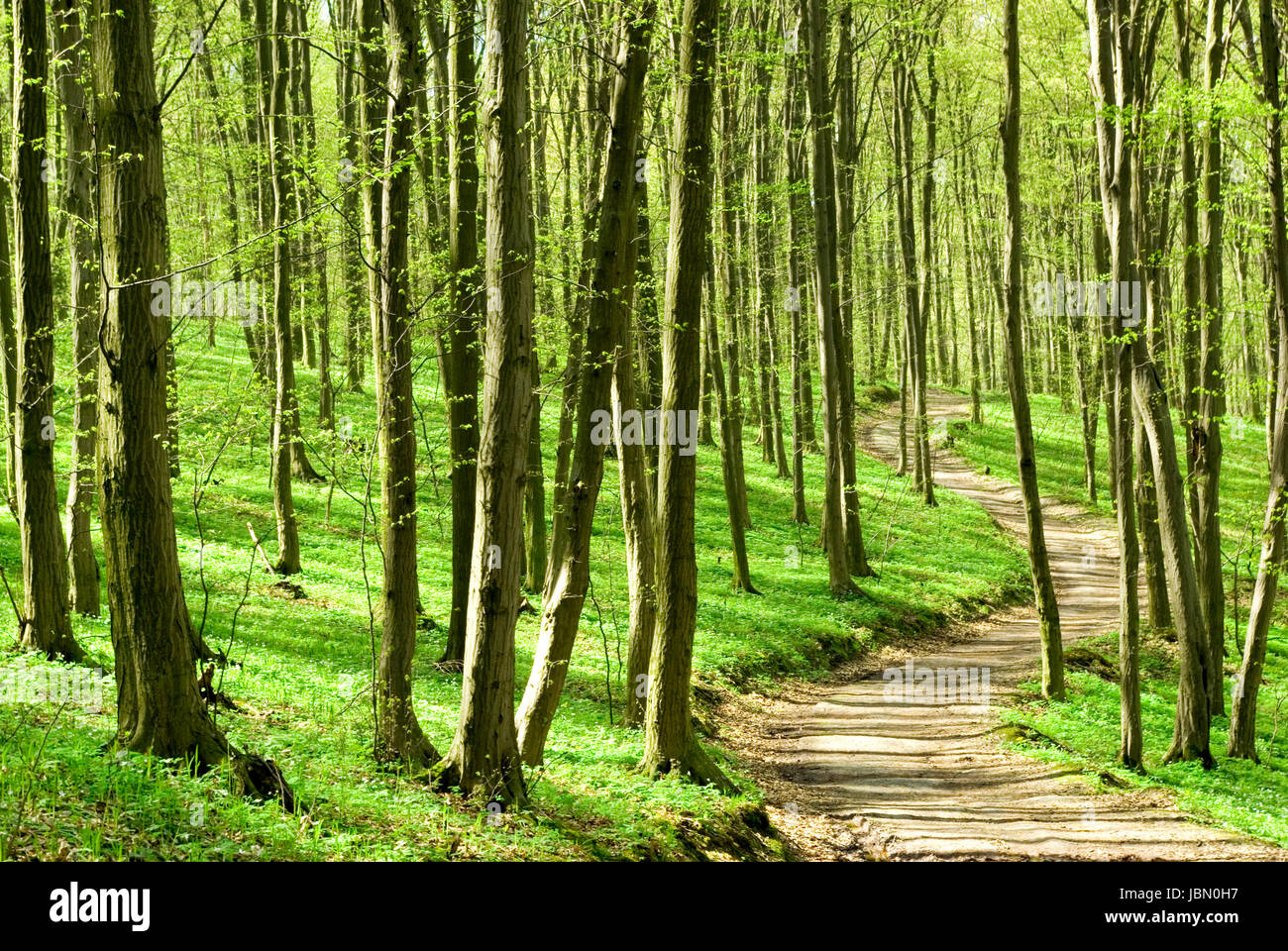 a path is in the green forest Stock Photo - Alamy