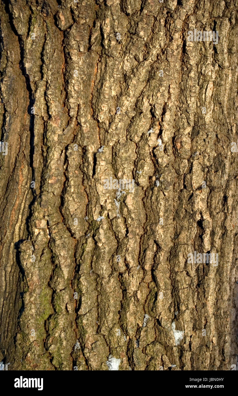 Old bark of tree texture detail Stock Photo - Alamy