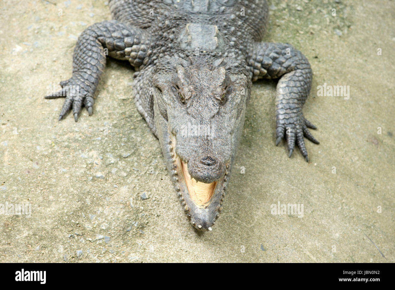 Close up of an Alligator Stock Photo - Alamy