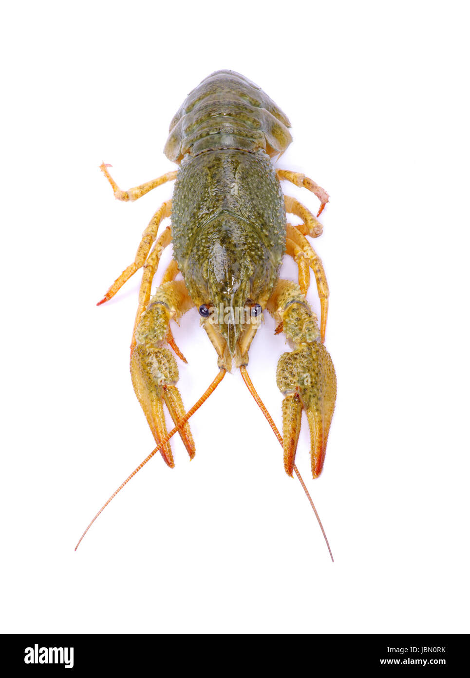 crawfish on a white background Stock Photo - Alamy